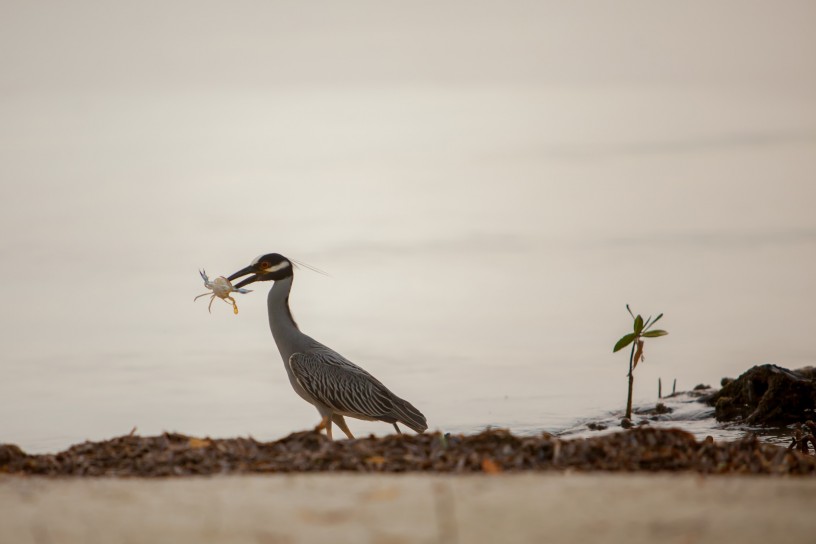 Birding in Belize: Top 5 Most Iconic Birds of Belize